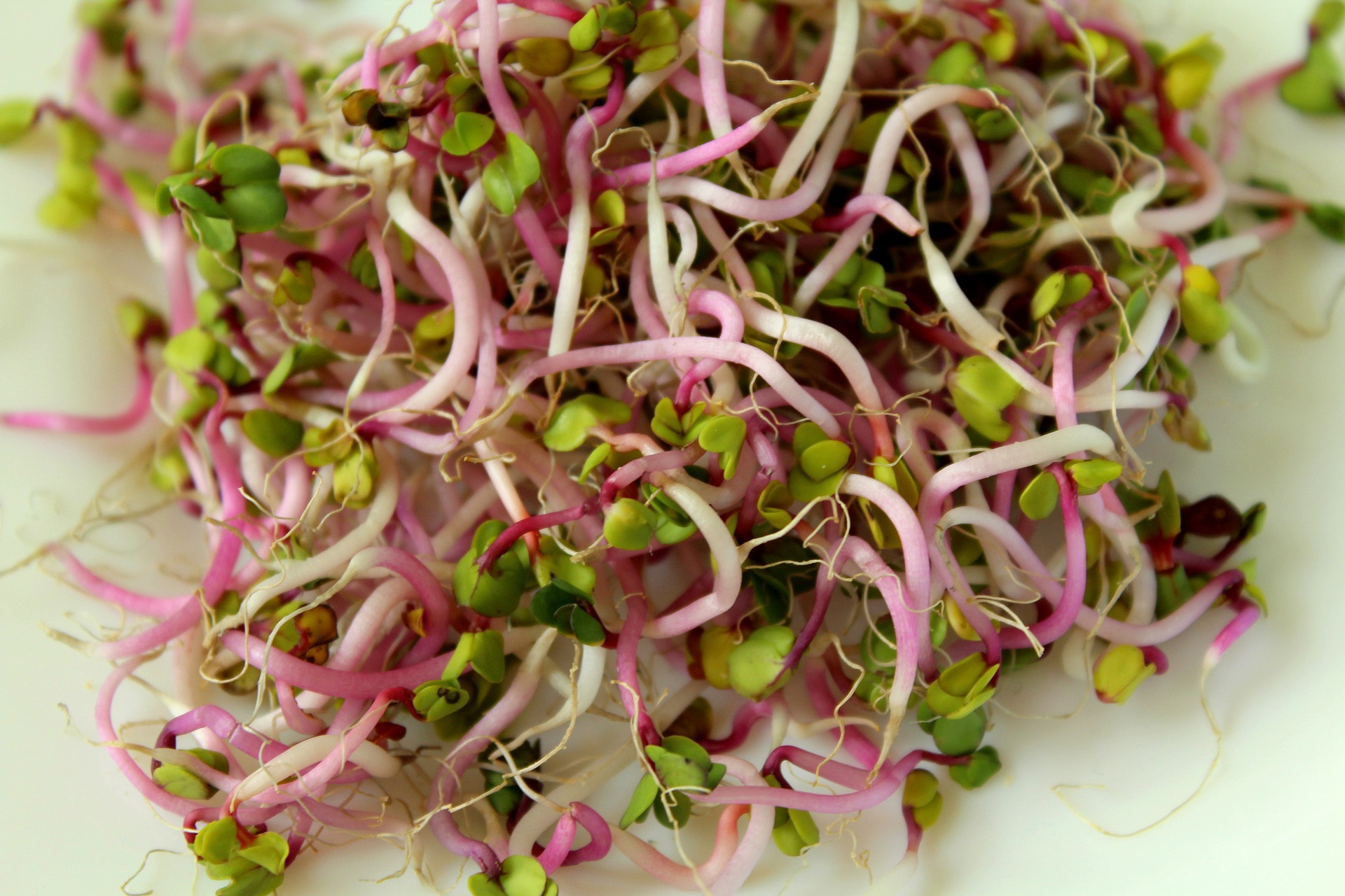 Growing Your Own Sprouts - The Busy Vegetarian